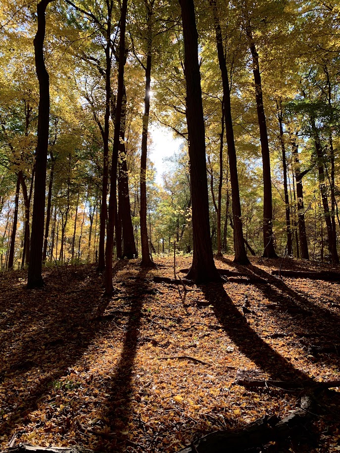 Autumn: a season of celebration and grief - Linda K Sienkiewicz